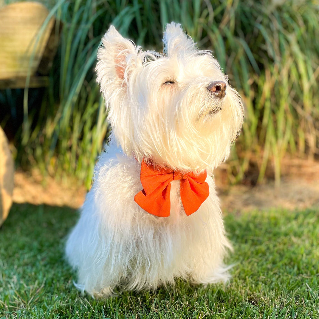 The Southern Dog
