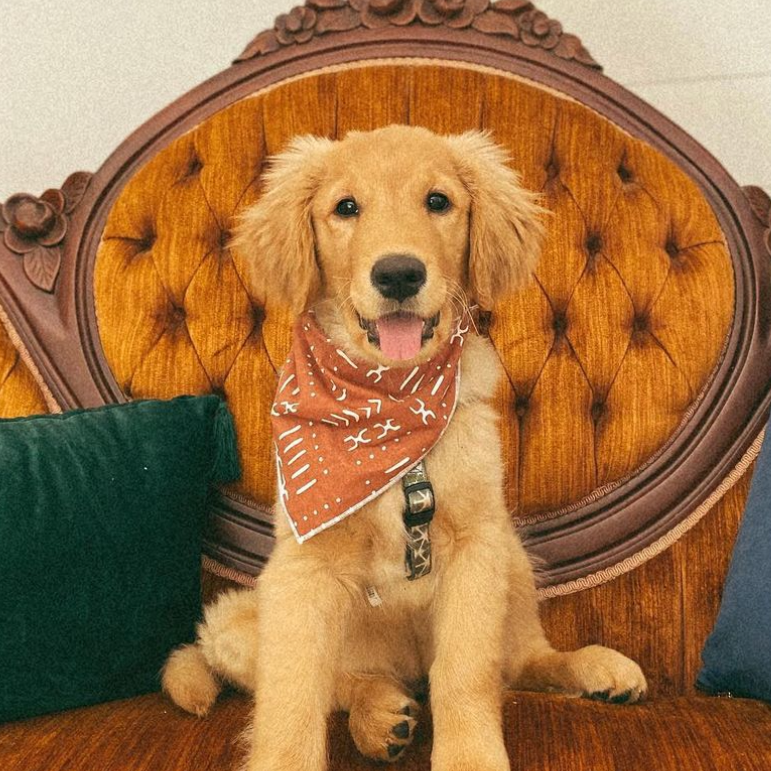 The Southern Dog