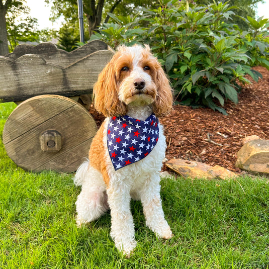 The Southern Dog