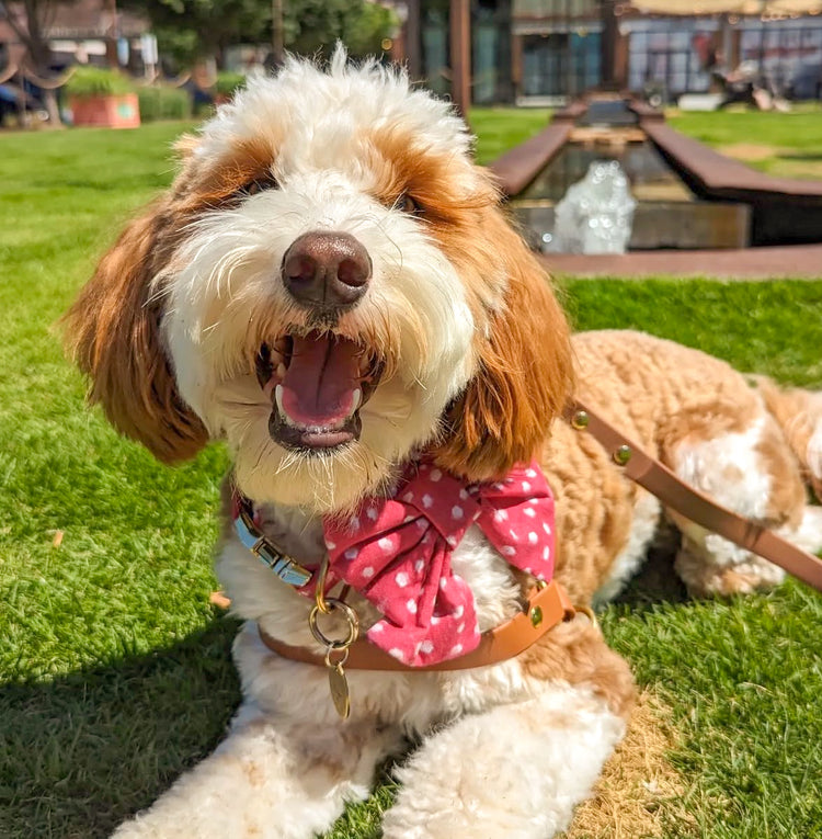 The Southern Dog