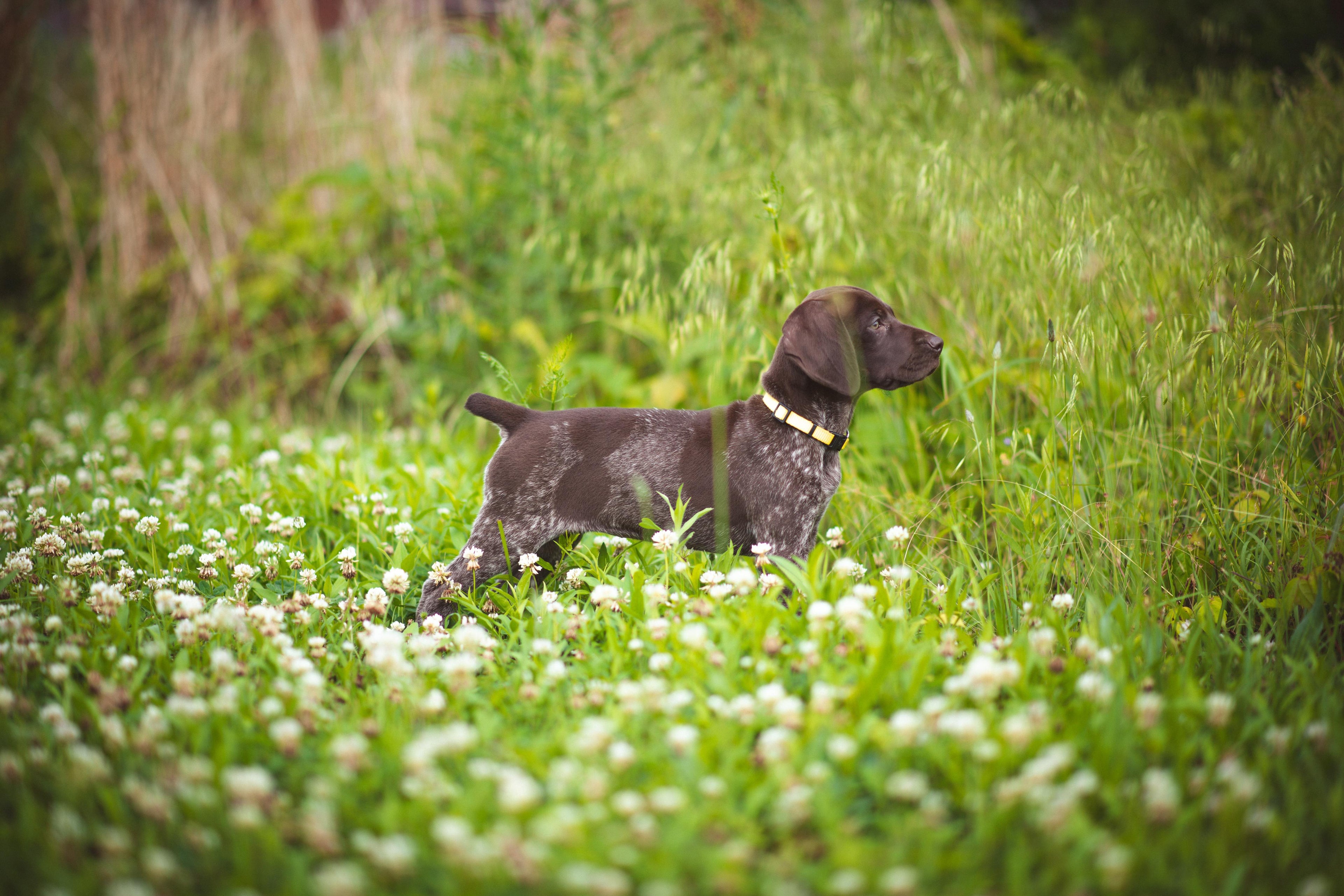 The Southern Dog